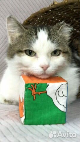 Пушиля ищет хозяина