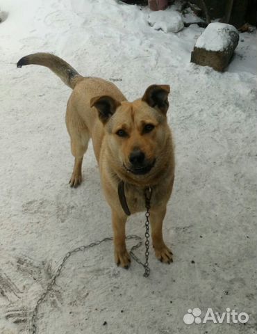 Сторожевой пёс