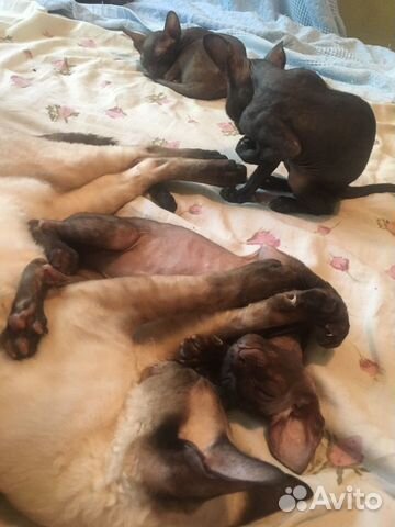 Котятки корнишатки