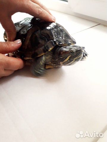 2 красноухие черепахи и аквариум на 80 л
