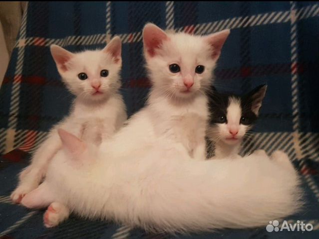 Отдам котятков в добрые руки