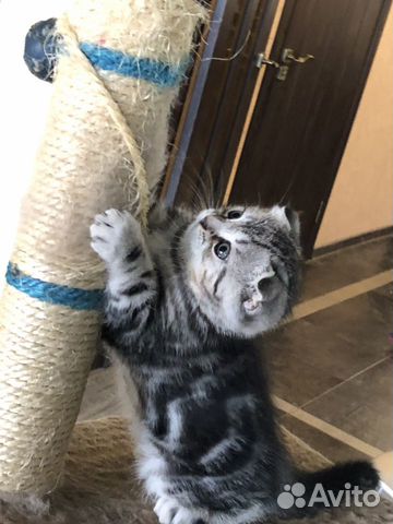 Шикарная вислоушка