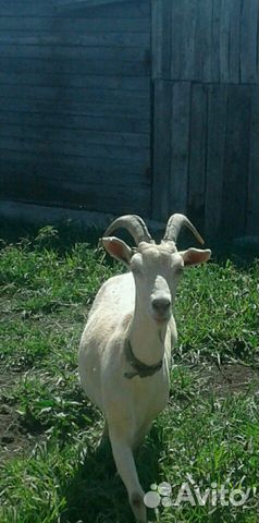 Козачки, козлы (волушки).На мясо