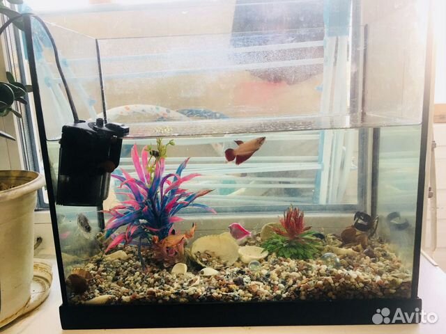 Аквариум с рыбками