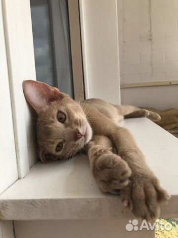 Абиссинский котенок