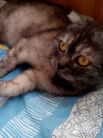 Кошка в добрые руки