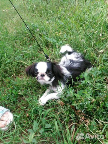 Японский хин