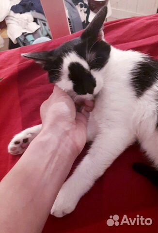 Очень ласковая кошечка подросток