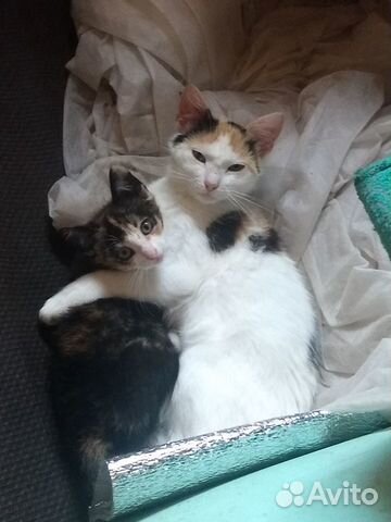 Трехцветный котенок- девочка