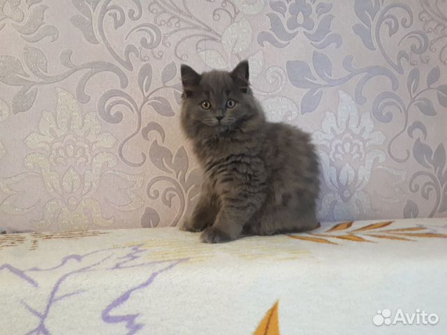 Котята скоттиш страйт