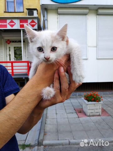 Спасённый котёнок ищет новый дом