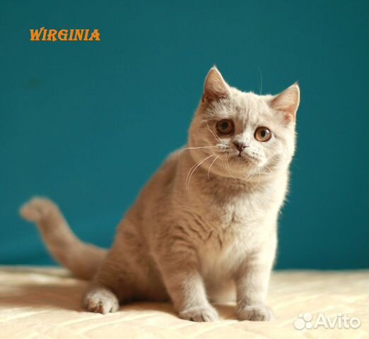 Британская классика.Голубые и лиловые котята