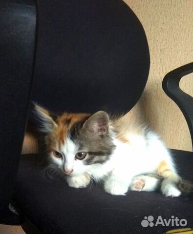 Красивый котёнок ищет дом