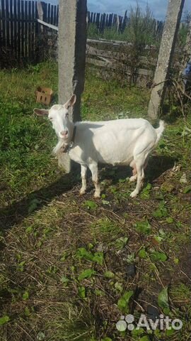Продаю зааненских коз
