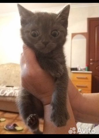 Британские котятки