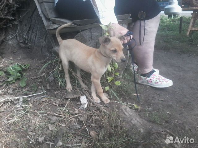 Щенок левретки