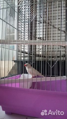 Амадины зебровые