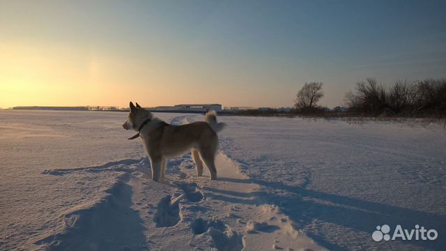 Кобель западно-сибирской лайки 3 года