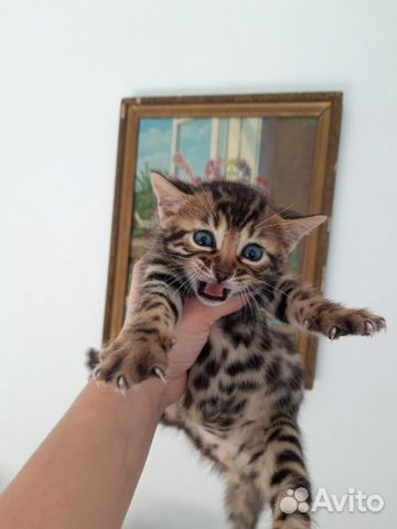 Ребята бенгалята