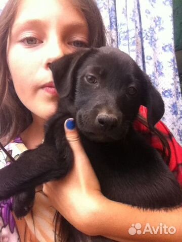 Продам щенков Лобрадор, три месяца, прививки, доку