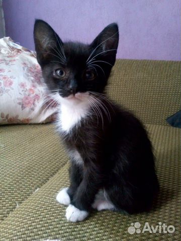 Маленький котенок очень хочет домой