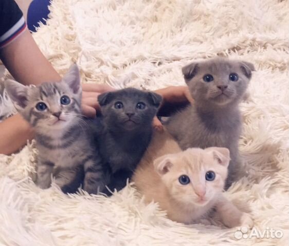 Котята ориентальной породы