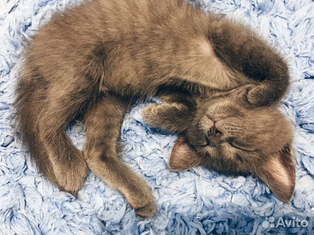 Котенок Смоки ищет новый дом