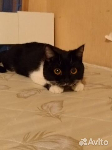 Отдам в добрые хорошие руки