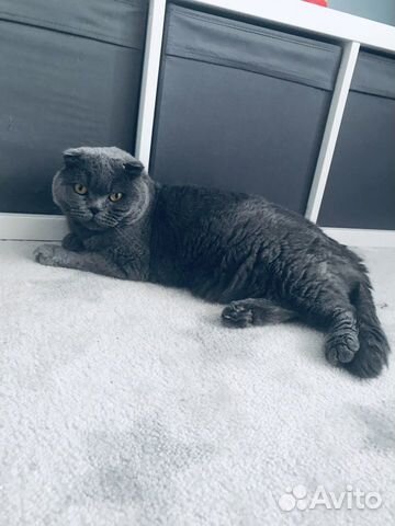 Шотландская вислоухая девочка в добрые руки