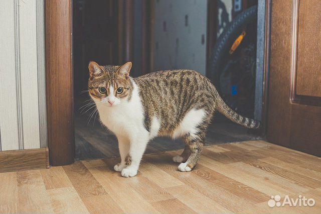 Кошка трехцветная, Маша, 4 года. Ищет новый дом