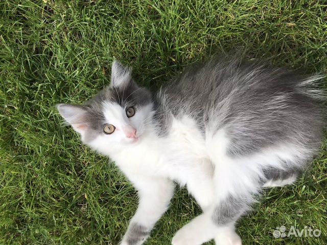 Котёночек в заботливые руки