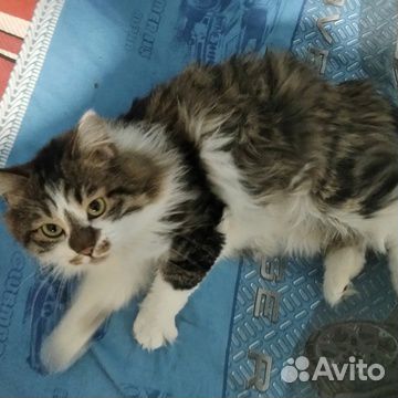 Вязка Курильский бобтейл