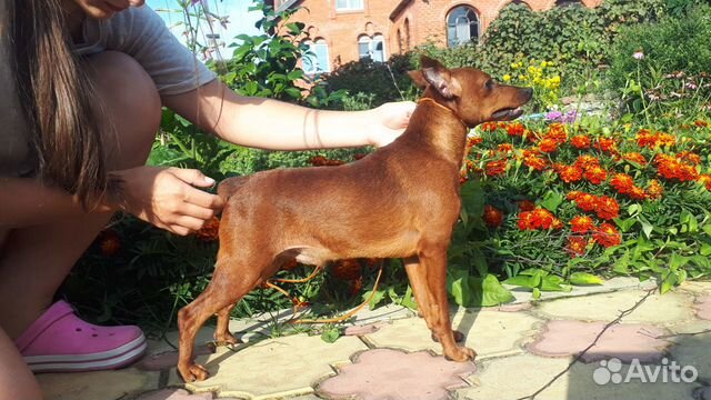 Рыжий мальчик мини