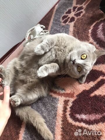 Найдена кошка м.Волжская ювао британка