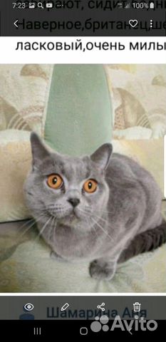 Британский кот ищет дом 1год мальчик