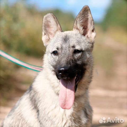 Велик очень хочет домой