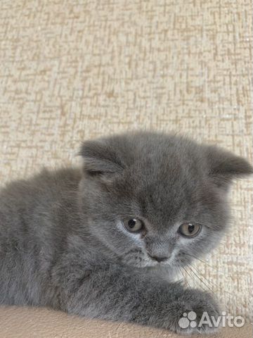 Продам котёнка
