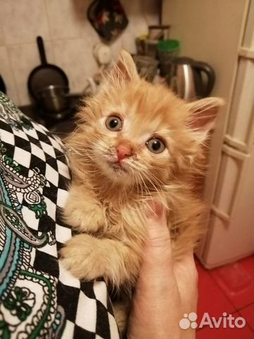Котёнок Девочка 1 мес в добрые руки