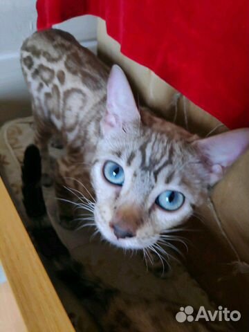 Милая Настя