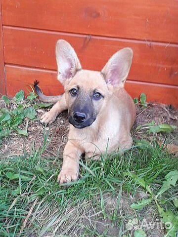 Ушастик ищет дом