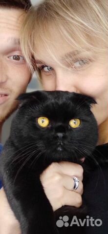 Черный вислоухий шотландец ищет девочку