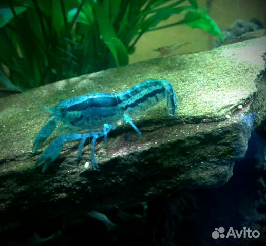 Аквариумные карликовые техасские раки