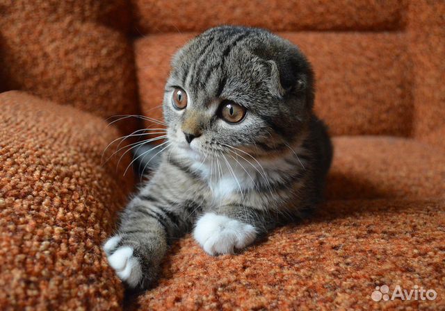 Шикарные вислоухие котята