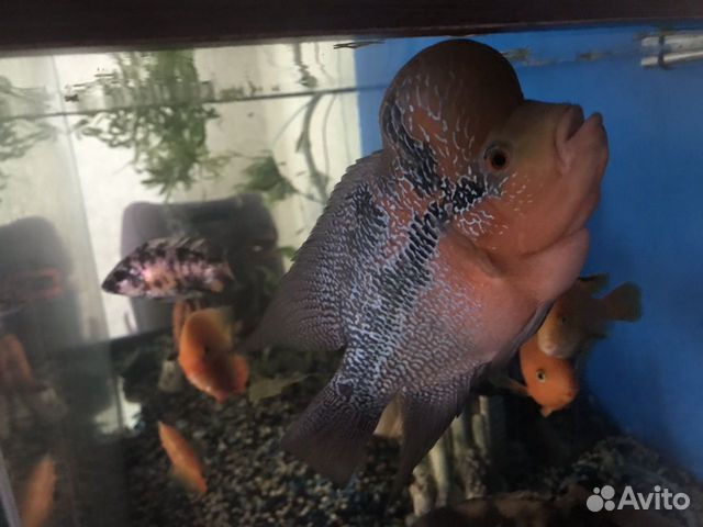 Флауэр хорн