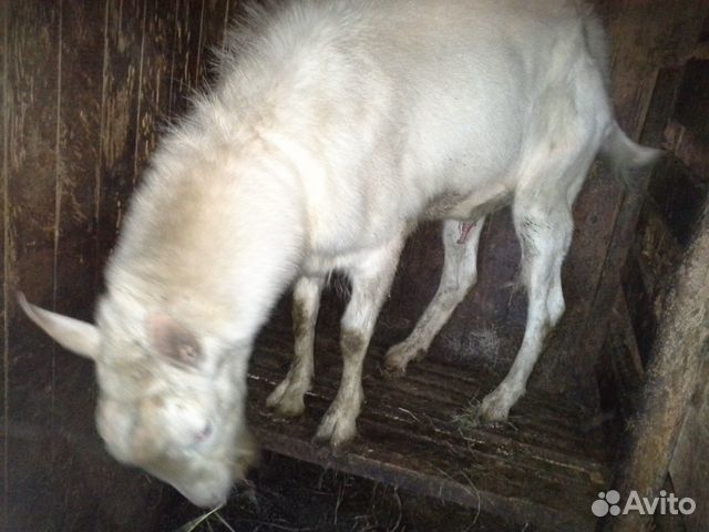Зааненский козлик