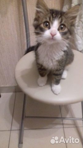 Отдадим котика в хорошие руки