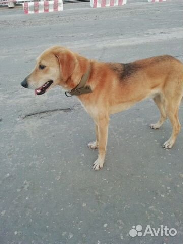 Русский гончий