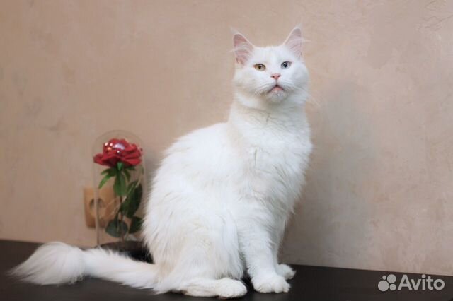 Белая разноглазая кошка мейн кун в разведение