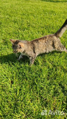 Кошечка Стеша