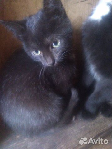 Черный котик - пушистый ласкуша